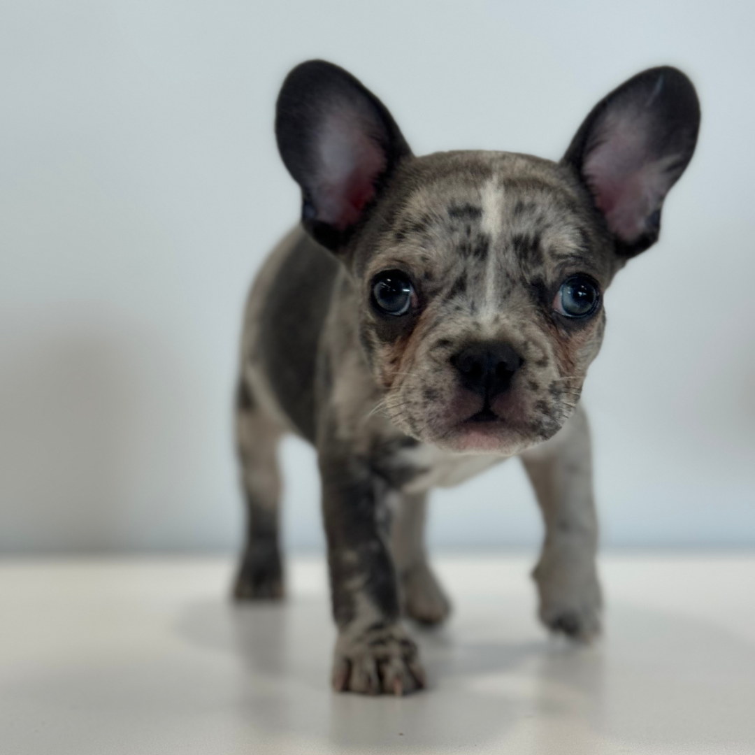 Meet Our Staff | Preston Ford